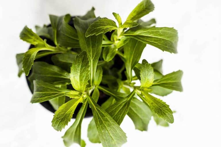 How the Stevia Plant Can Change Your Life: 10 Cool Facts