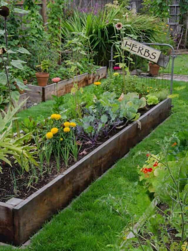Potager Gardens for Beginners