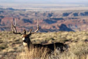 From cactus to canyons: Exploring national parks near Phoenix