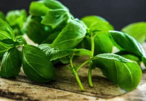 Savor the season: How to prep, cook and store fresh basil