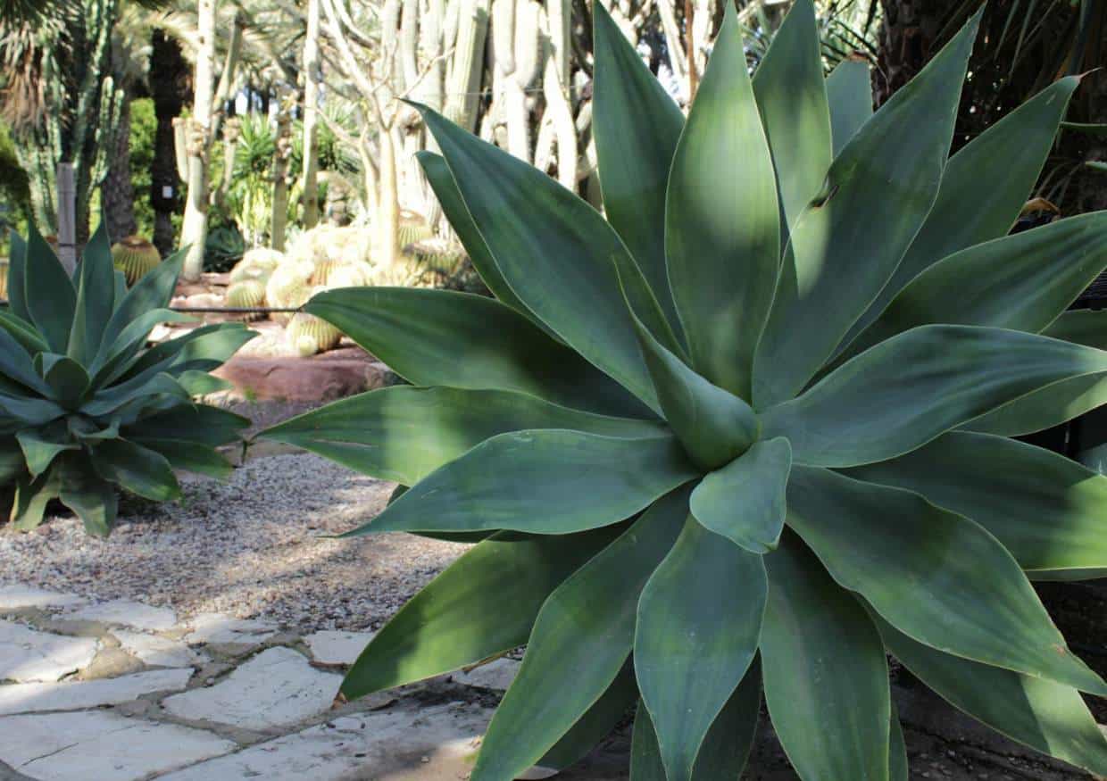 Transform your yard: 10 best desert plants for a beautiful landscape
