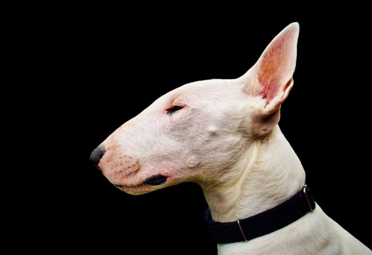 Snooty and stylish: 7 sophisticated long-nosed dog breeds