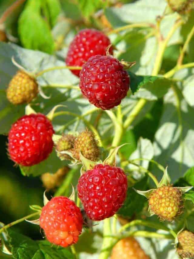 Growing your own raspberry bushes