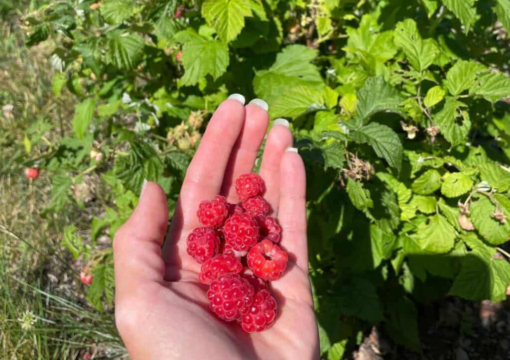 Juicy tips for growing your own raspberry bushes