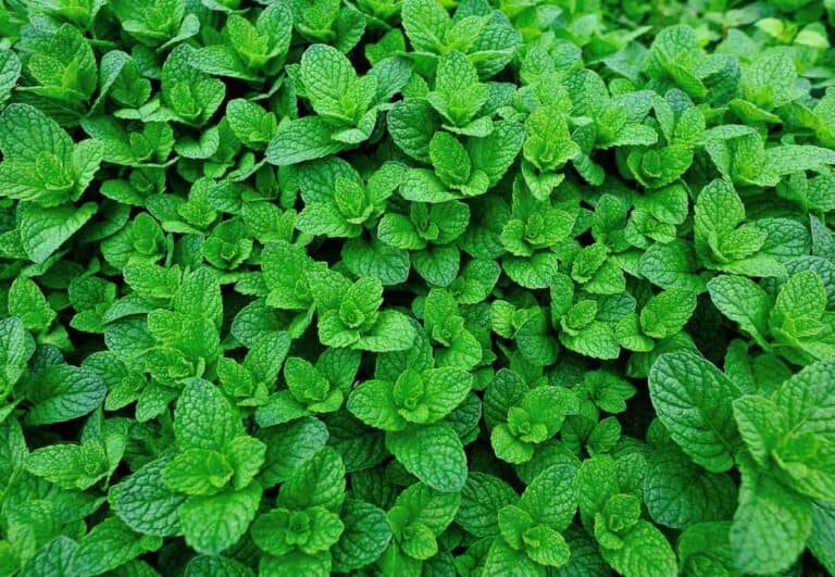 Mint to be: How to prep, cook and store fresh mint