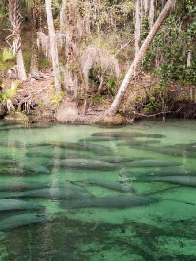 Exploring Blue Spring State Park