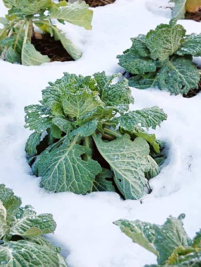 Snowy harvest: Eating seasonally in winter