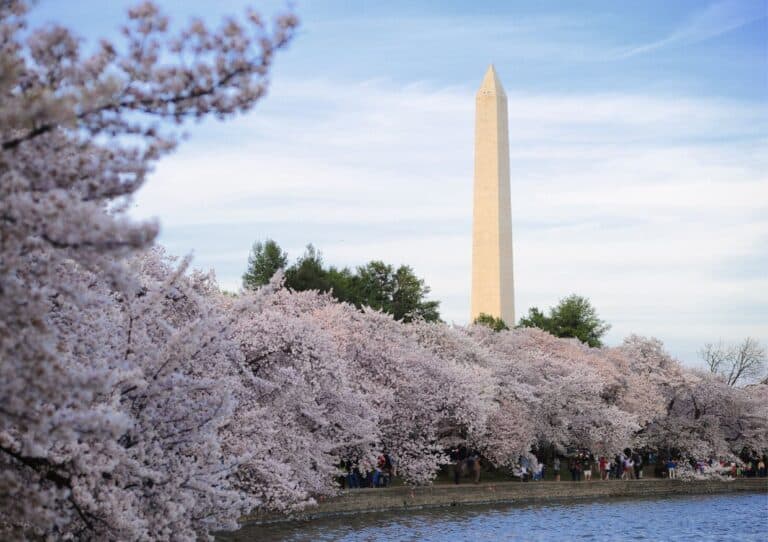 Navigating cherry blossom crowds in Washington, DC | Health ...
