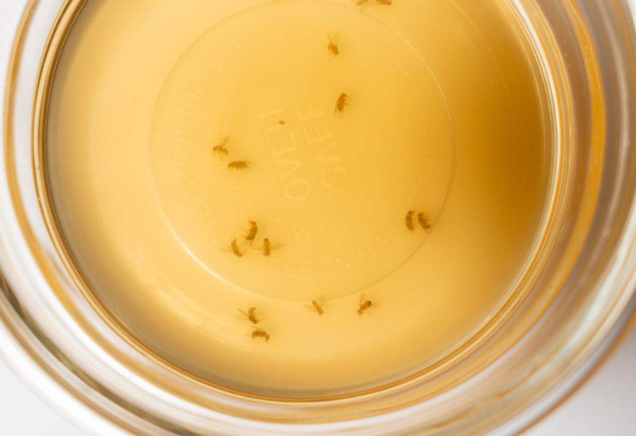 How to eliminate fruit flies with these 4 hacks