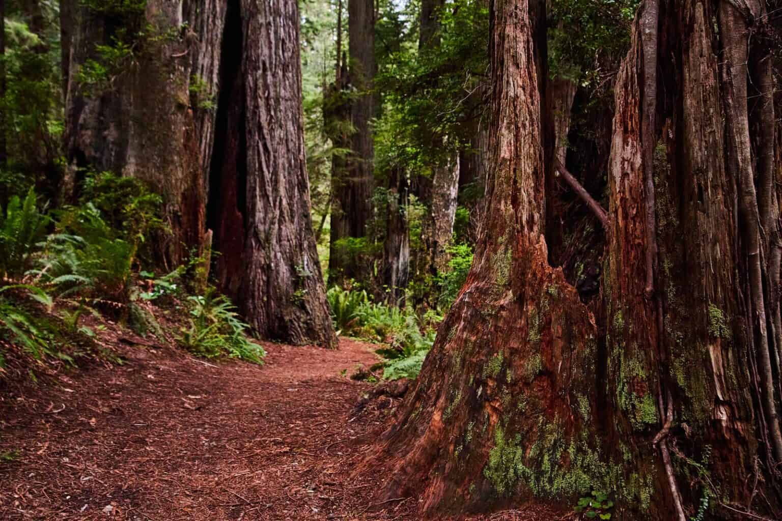 An epic California national parks road trip guide