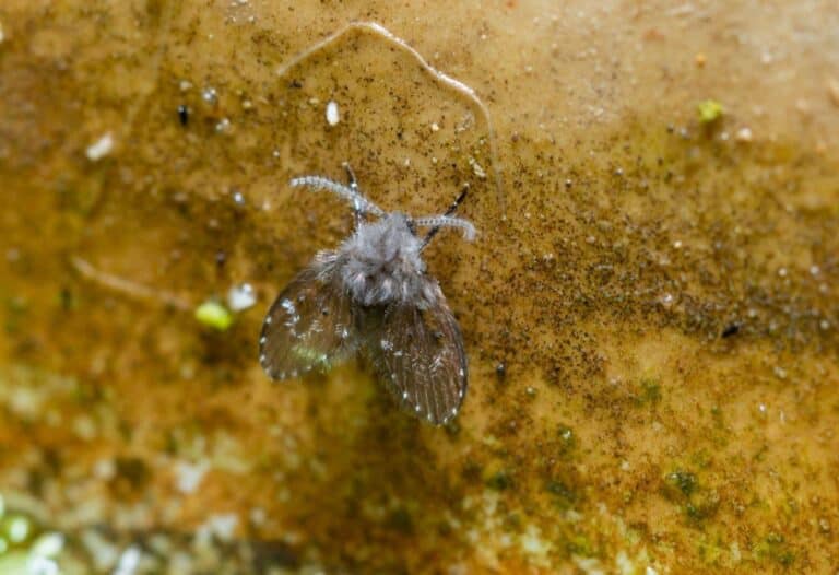 Surefire tips to get rid of drain flies
