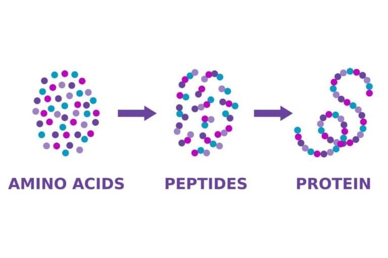 What is a peptide: Everything you need to know