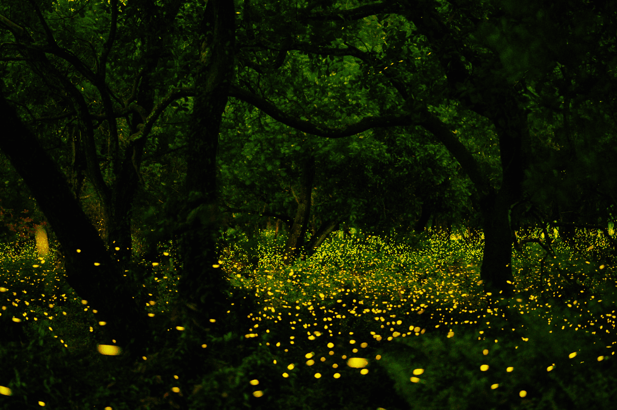 Where to see fireflies this early summer; nature’s light show is back ...