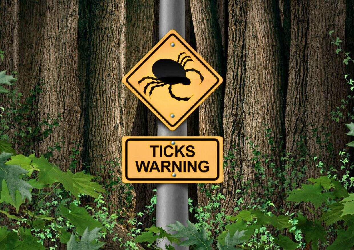 Tick-borne illness changes how Americans work and play outdoors