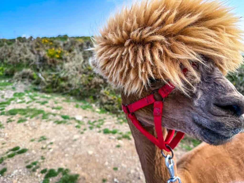 Swimming, walking and cuddling with exotic animals worldwide | State ...