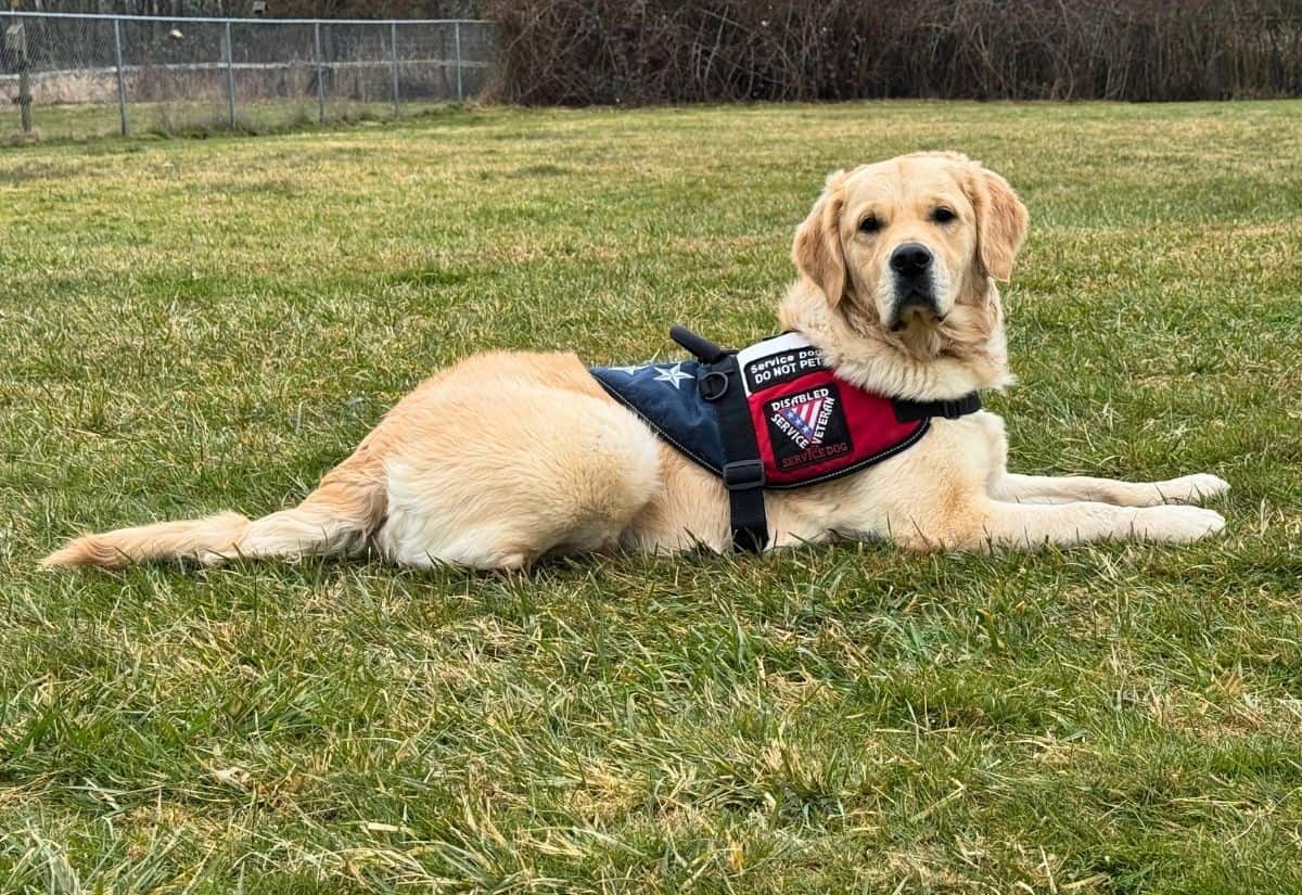 Not just pets: Respecting service dogs while traveling | Features ...