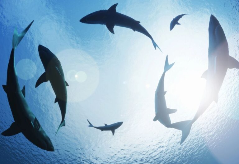 Shark Week 2025 dives deeper with dancing sharks, chilling attacks and ...