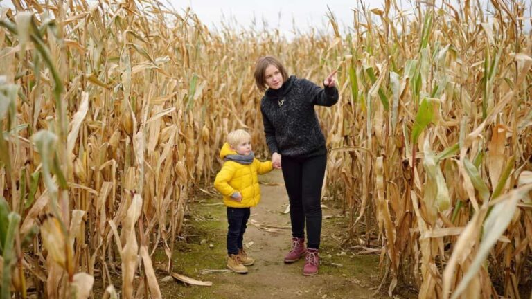 The corn maze craze and why we love getting lost every fall