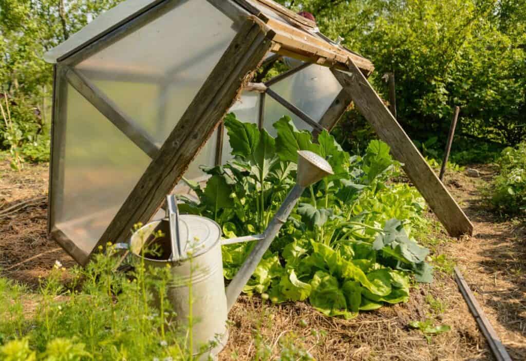 The $50-project that gives you fresh greens all winter
