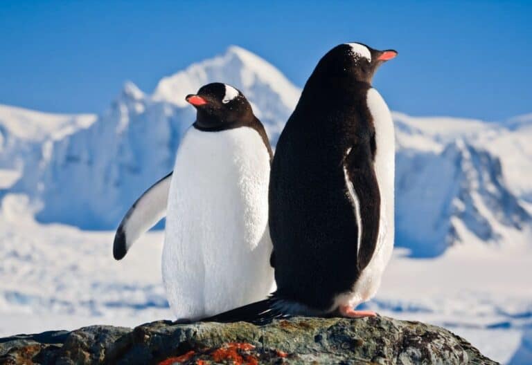 Penguins draw worldwide fascination as populations face a sharp decline ...