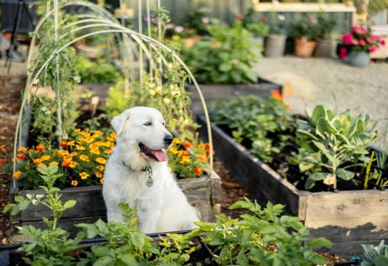 Pets In The Garden