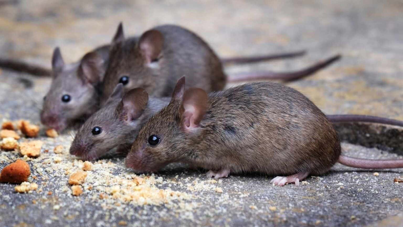 Hantavirus cases on ship sharpen focus on travel health as cruise ...
