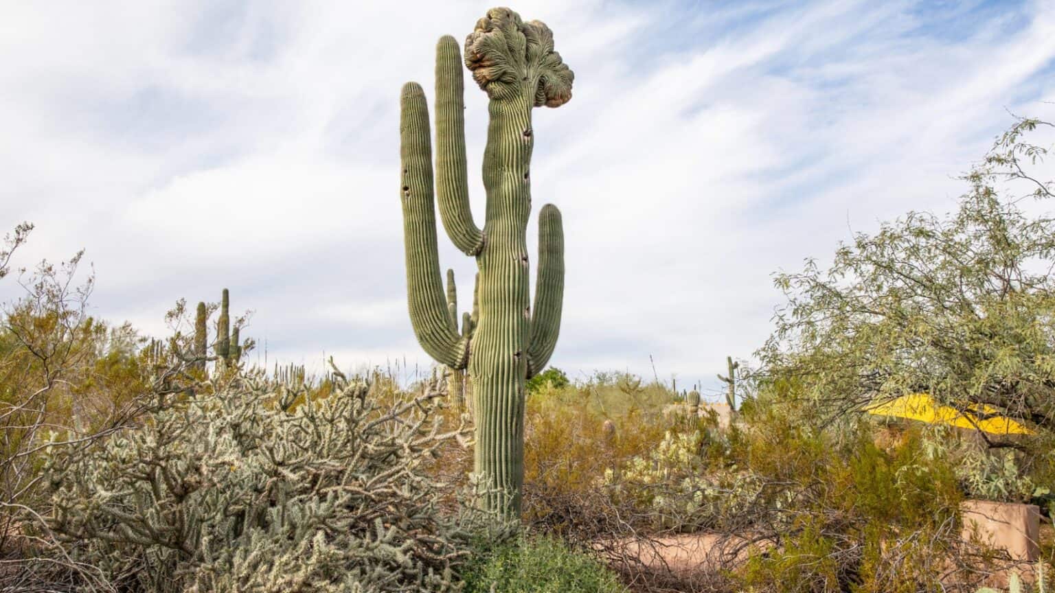 From a 91-year-old hotel to ancient saguaros, Phoenix tourism is built ...